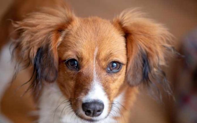 500+ German Dog Names: Awesome Dog Name Ideas (UPDATED 2022) | Random ...