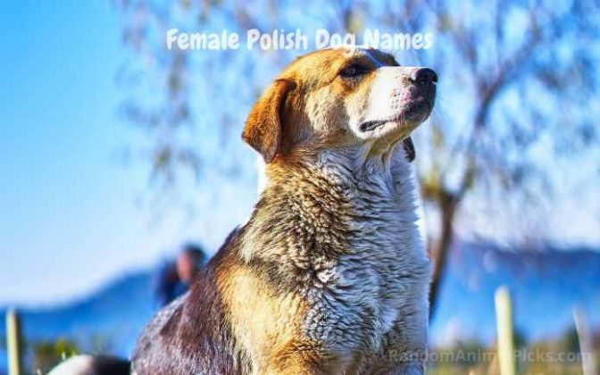 Polish Dog Names: 250+ Awesome Dog Name Ideas | Random Animal Picks