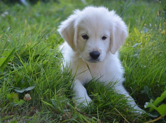 Polish Dog Names: 250+ Awesome Dog Name Ideas | Random Animal Picks