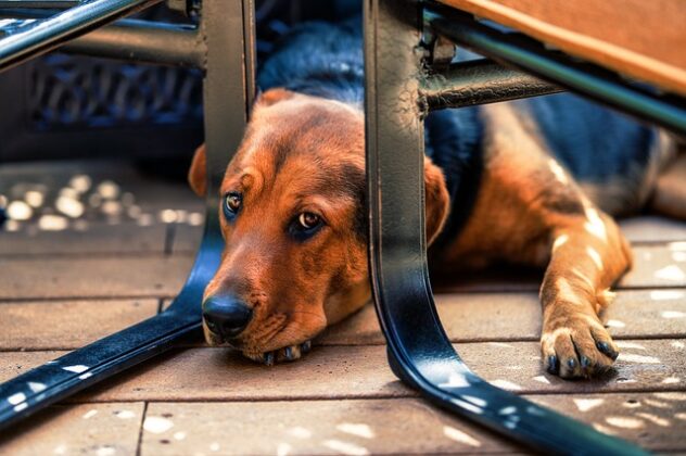 Polish Dog Names: 250+ Awesome Dog Name Ideas | Random Animal Picks