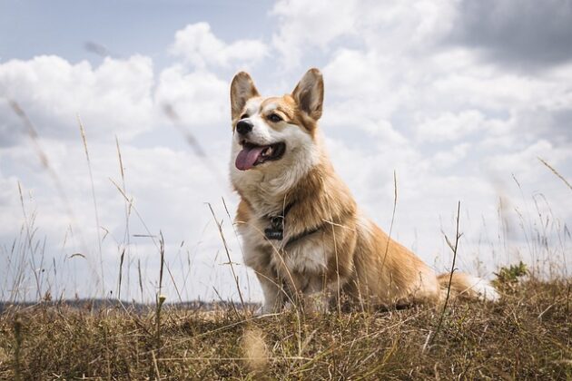 Native American Dog Names: 350+ Stunning Dog Name Ideas | Random Animal ...